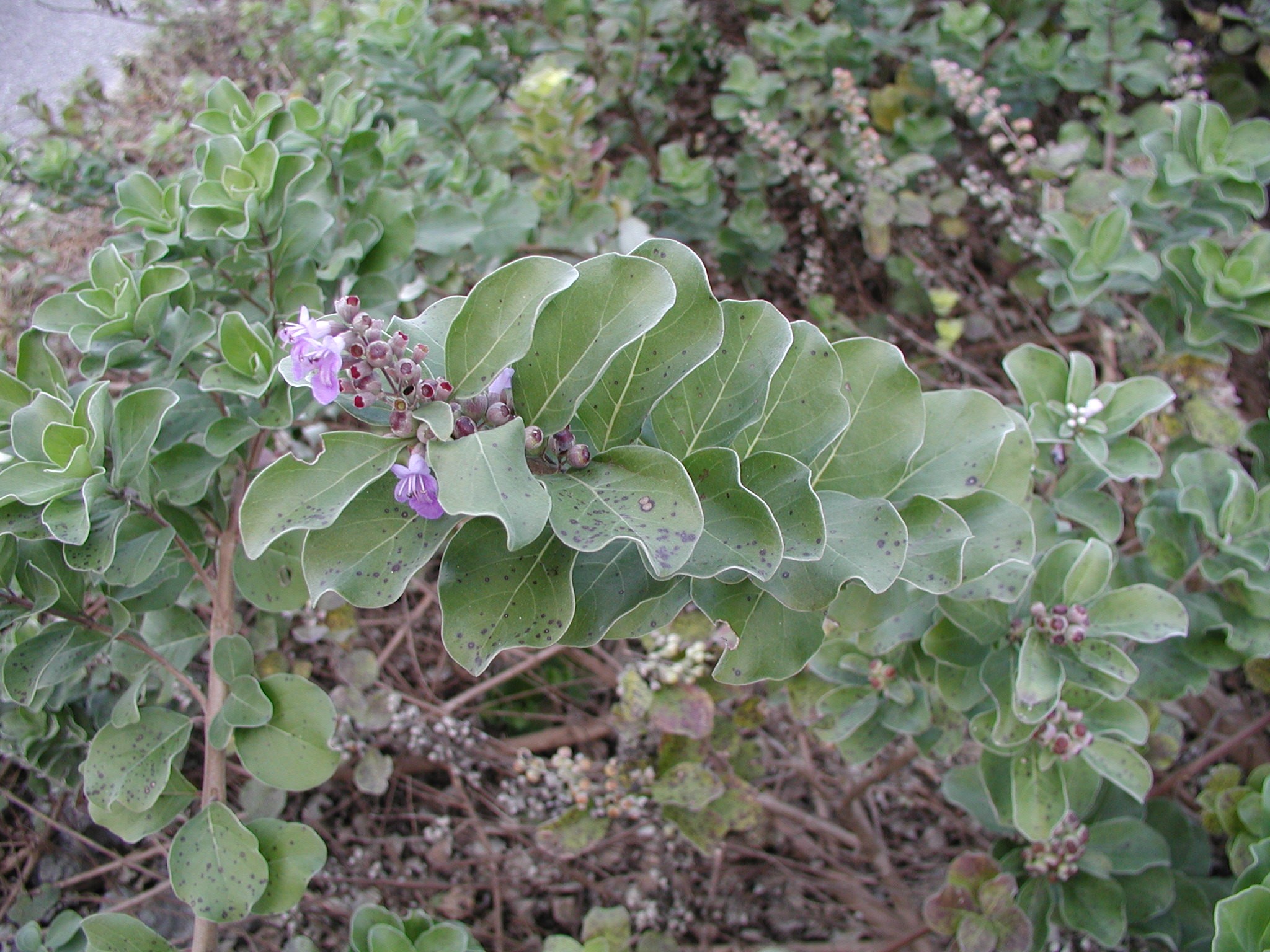 Beach Vitex