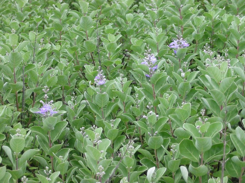 Beach Vitex