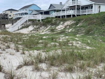 Beach Vitex